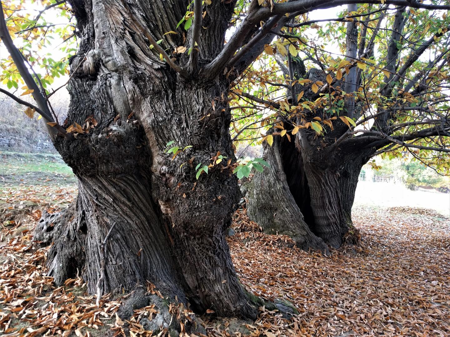 Castagni di Chioraria (Ormea) | Piemonte Italia