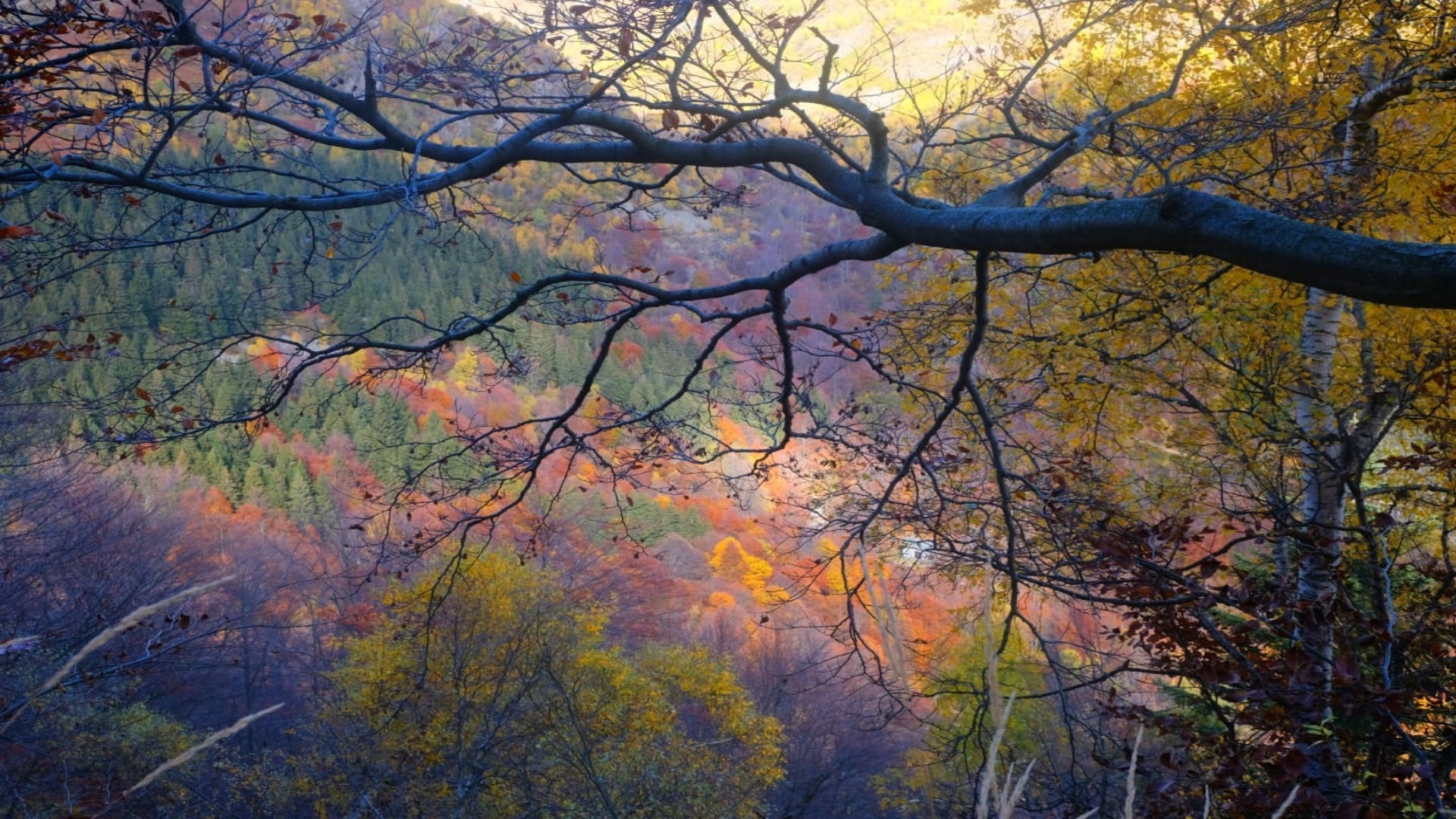 FOLIAGE AT OASI ZEGNA | Piemonte Italia